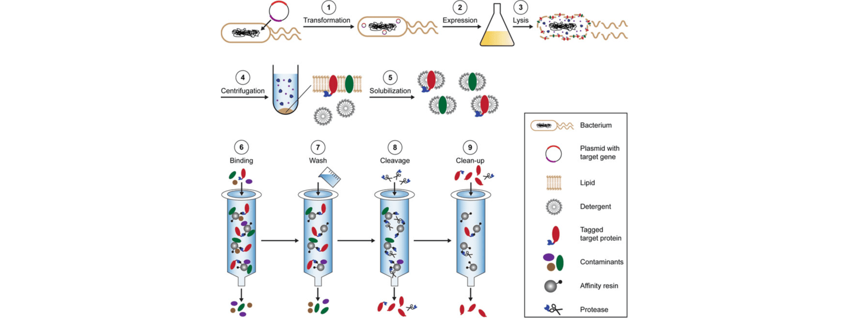 GPCR Purification Service - Labinsights