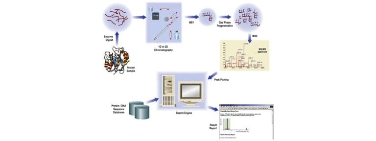 Protein Identification by Tandem Mass Spectrometry - Labinsights