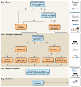 How Does Hi-C Sequencing Capture the 3D Organization of Chromatin ...