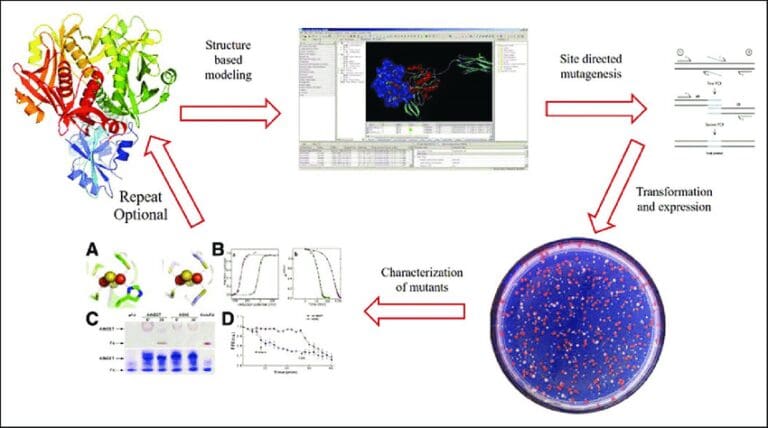 Updated Protein Engineering Rational Design Services - Labinsights