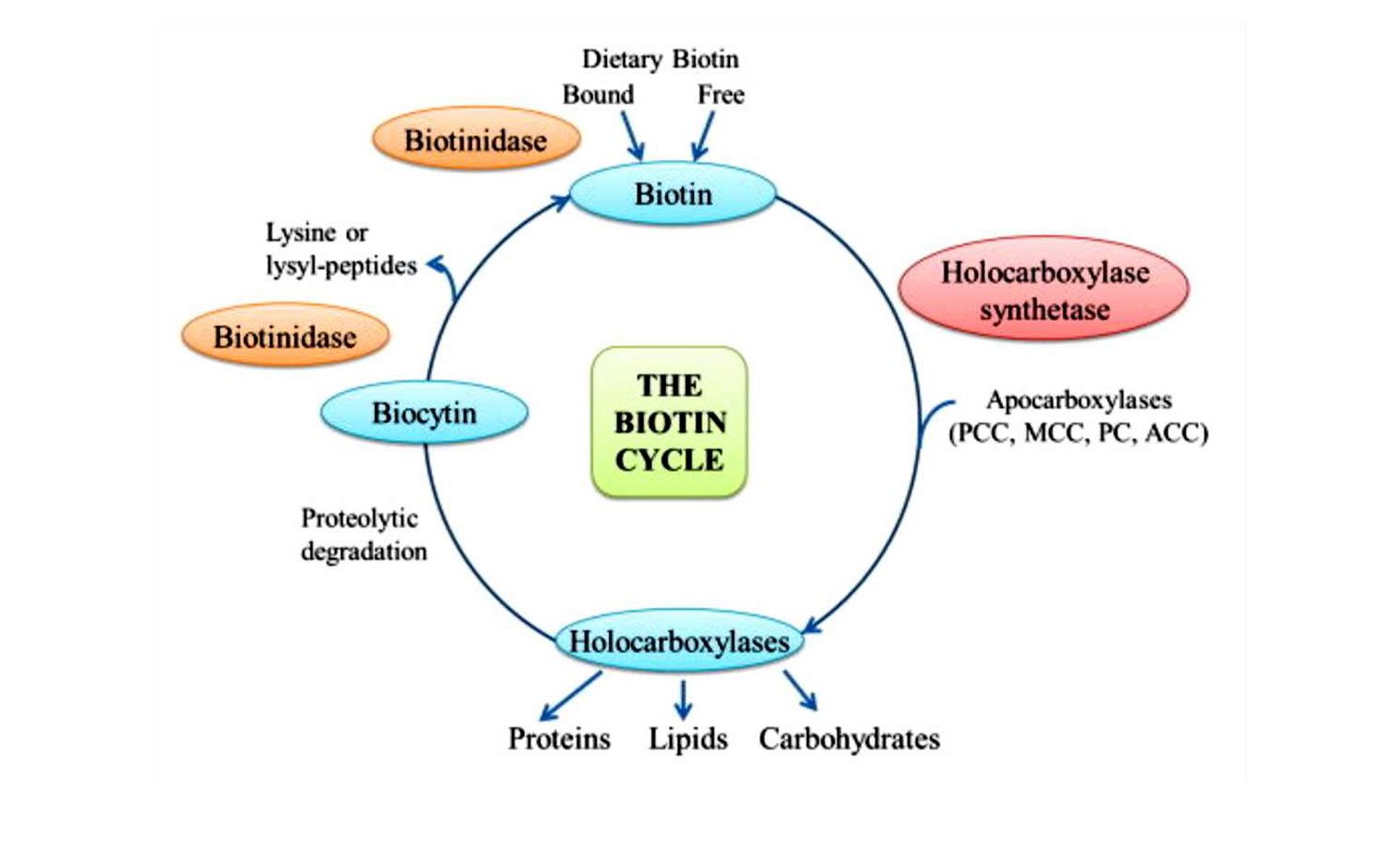 An In-Depth Scientific Overview of Protein Biotinylation - Labinsights